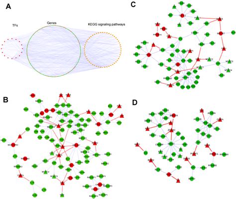 Integrative Analysis Of Cnv Icc Trn And Kegg Signaling Pathways A