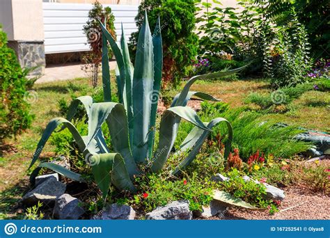 Agave Tequilana Commonly Called Blue Agave Or Tequila Agave Stock