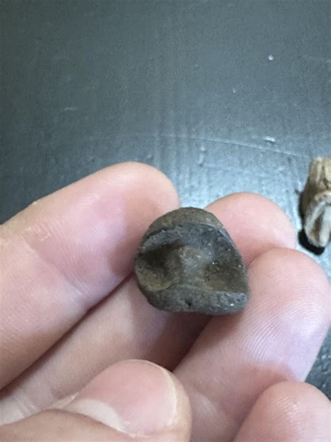 Strange Bone Fragment With An Articular Surface R Fossilid