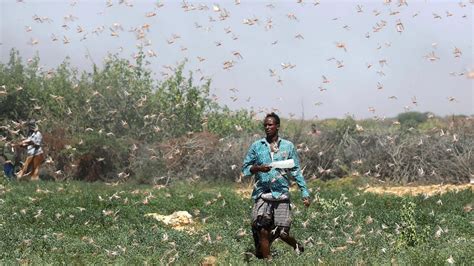 Afrique De Lest Les Criquets Pèlerins Font Des Ravages