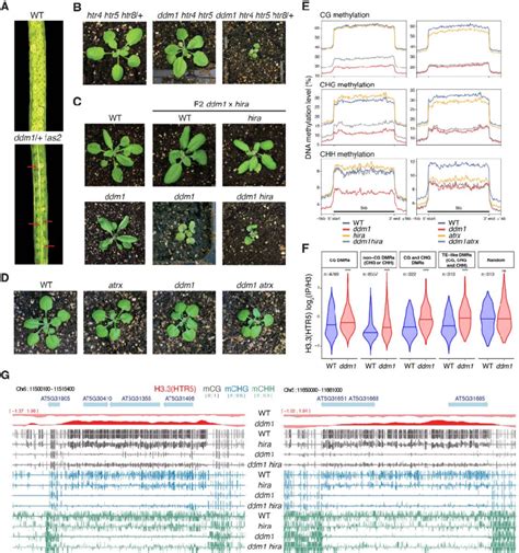 Genetic Interactions Between Ddm1 Histone H3 Variants And Chaperones