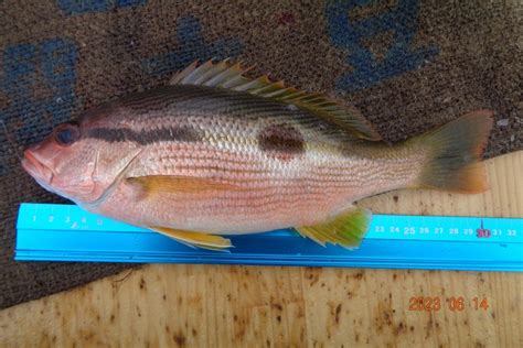 ヨコスジフエダイ20241027 Web魚図鑑