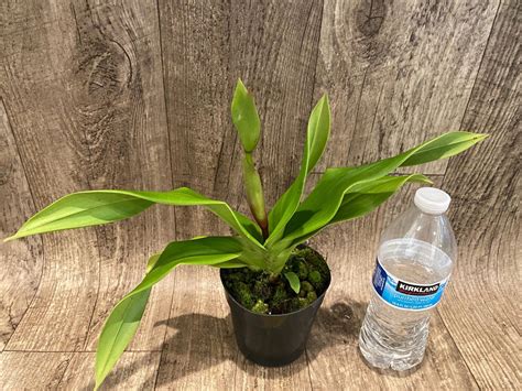 In Spike Phrag Qf Maliae ×twilight 4 5″ Pot Everything Orchids