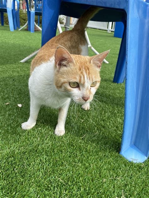 고양이 해외축구 에펨코리아