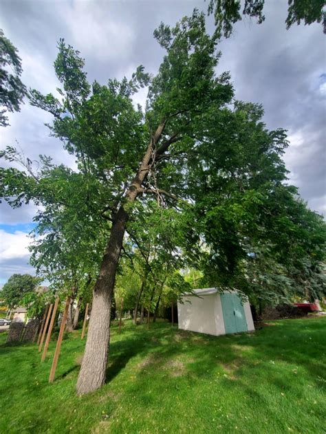 Walnut Pruning Advice Rarborists