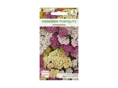 Krwawnik Pospolity Mieszanka 0 2 G W LEGUTKO LEGUTKO Nasiona