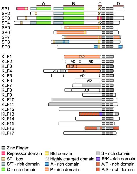 Sp And Klf Transcription Factors In Digestive Physiology And Diseases Pmc