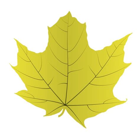 Hoja de arce aislada sobre fondo blanco ilustración de vector eps Vector Premium