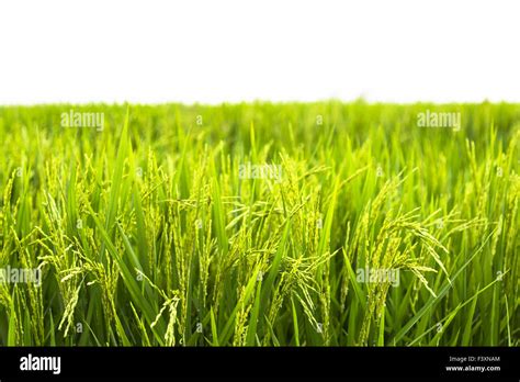 Paddy Husk Hi Res Stock Photography And Images Alamy