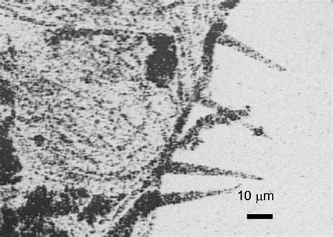 Soft X Ray Image Of Grasshopper Wing At The Wavelength 45 Nm