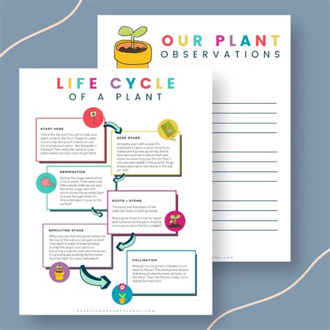Life Cycle Of A Plant Bundle Create Your Homeschool