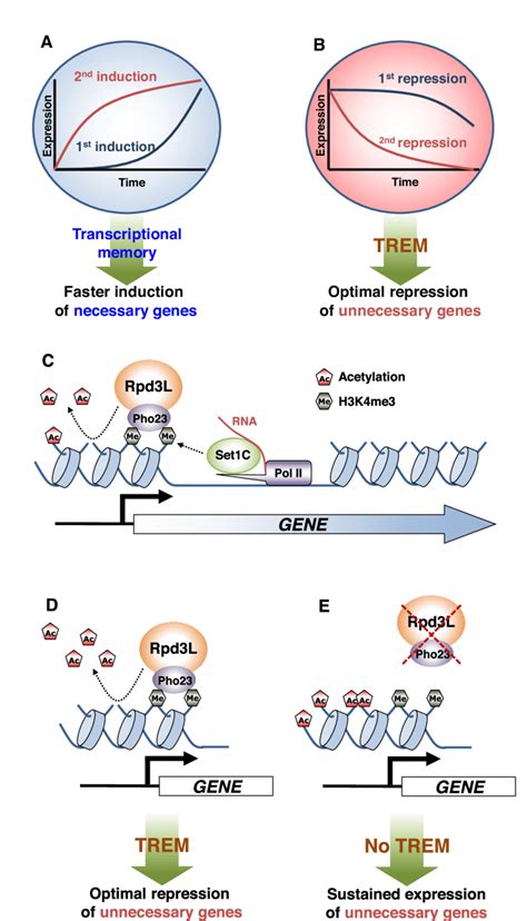 Transcriptional Memory And Models For Regulation Of Trem By Rpd3l A