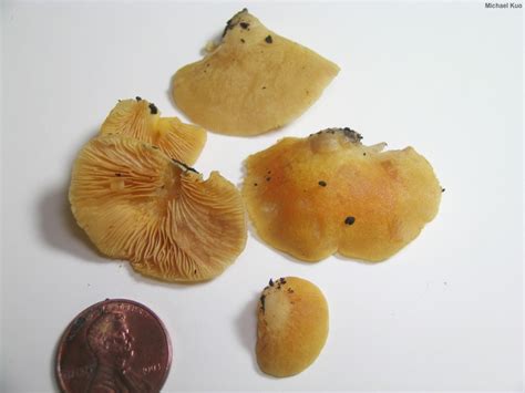 Crepidotus Croceotinctus Mushroomexpert Com