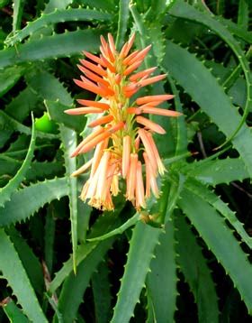Aloe Arborescens • New Zealand Plant Conservation Network