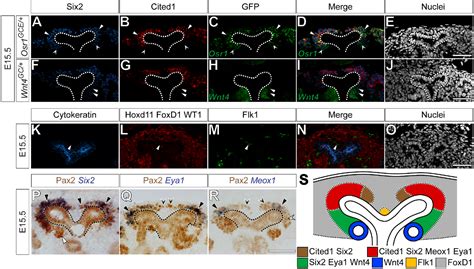Nephron Development Semantic Scholar