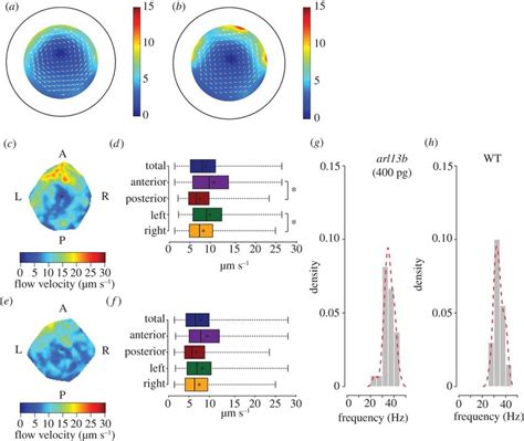 Predicted And Observed Flow Patterns For Long Cilia A Predicted Flow Download Scientific