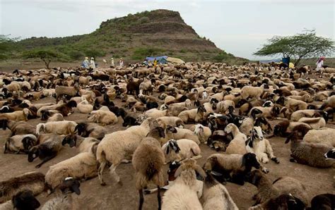Landscapes Livestock And Livelihood Anthra Livestock Development