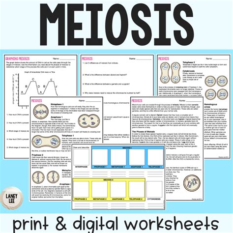 Meiosis Reading Comprehension Worksheets Laney Lee Worksheets Library