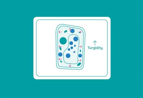 Osmosis In Animal Cells Example