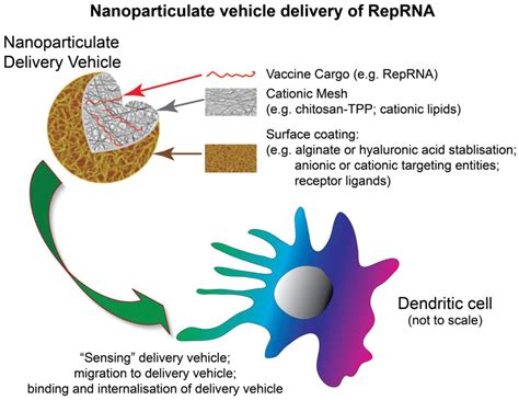 Vaccines Free Full Text Self Amplifying Replicon RNA Vaccine