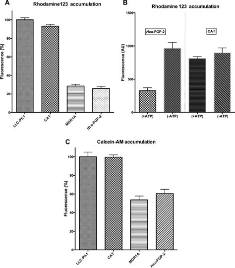 Functional Transport Assay Using Fluorophore Probes Rhodamine 123