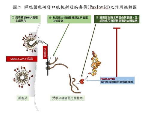 財團法人乳癌防治基金會