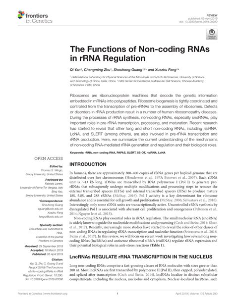 Pdf The Functions Of Non Coding Rnas In Rrna Regulation