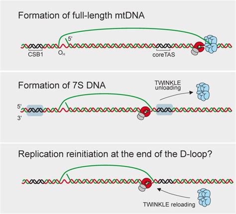 Termination Of 7s Dna Replication Is Reversible Different Scenarios Of