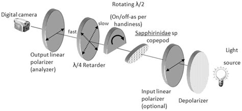circularly polarized light