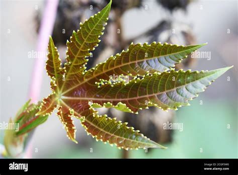 Rizinus Stock Photo Alamy