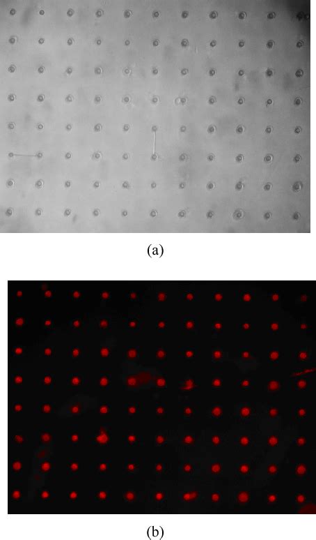 Figure 3 From A Dep Assisted Single Cell Electroporation Chip With Low