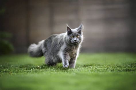 Shaving A Maine Coon 11 Important Facts To Know