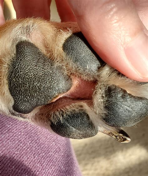 Swelling Between Paw Pad Page 2 German Shepherds Forum