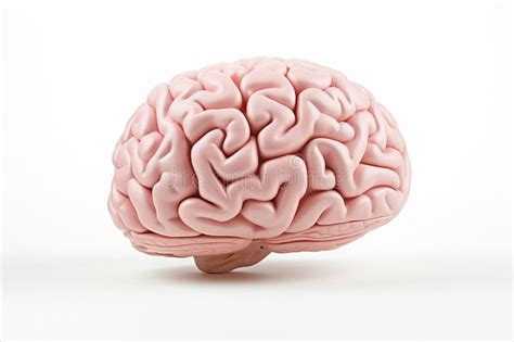 Realistic Human Brain Anatomy Model Isolated On White Background With Intricate Details Stock