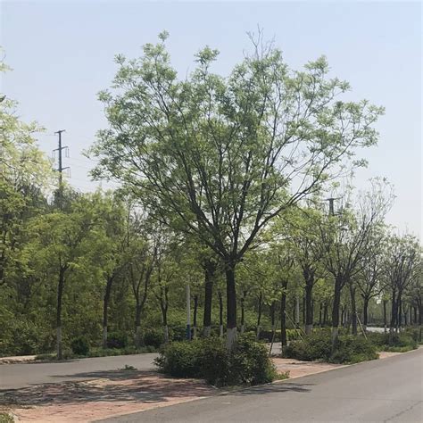 无期迷途卡米利安值得培养吗，无期迷途卡米利安强度游戏角色玩家
