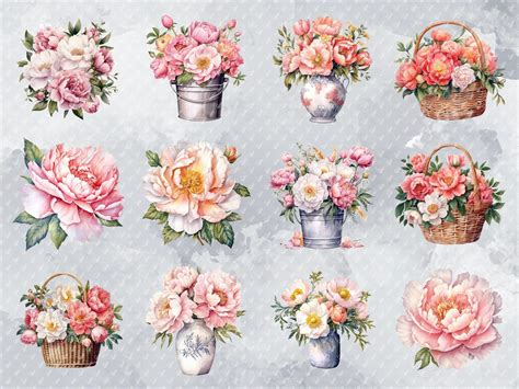 Watercolor Peony Peonies Clipart Different Colored Peonies Bouquets