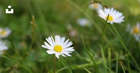 화이트 데이지 꽃 사진 Unsplash의 무료 녹색 이미지