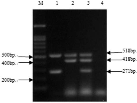 Primers For Detecting Avian Influenza Virus And Subtypes H3 And N2 Thereof And Applications