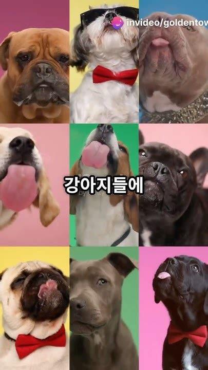 세상에서 가장 귀여운 강아지 Top 10🐶💖 Youtube