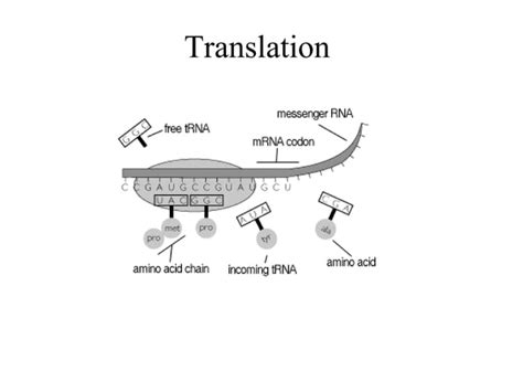 Chapter 11 Dna Structure And Replication Rna And Protien Synthesis 2017 Ppt