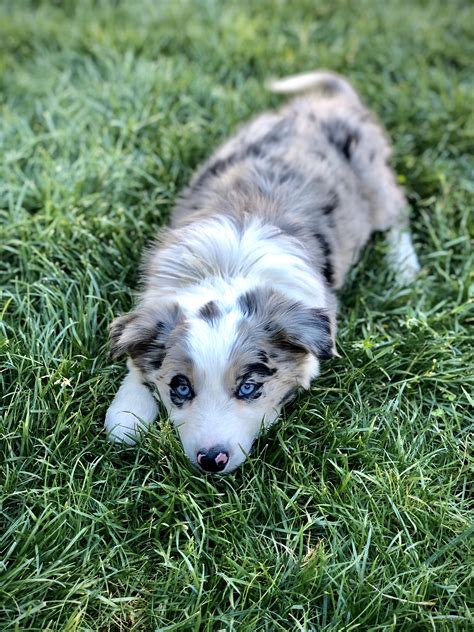 How Much Is A Blue Merle Border Collie