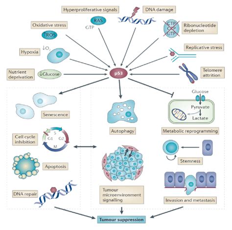 Tumor Suppressive Functions Of P53 P53 Stimulation By A Multitude Of