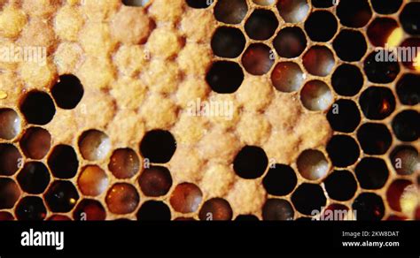 Honeycomb Cell Honeycomb Cells Stock Videos And Footage Hd And 4k Video
