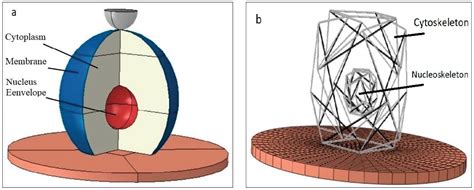 Cytoskeleton Cell Model