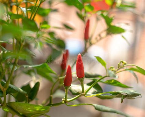 A Small Red Hot Pepper Growing On A Plant Next To Another Plant Stock