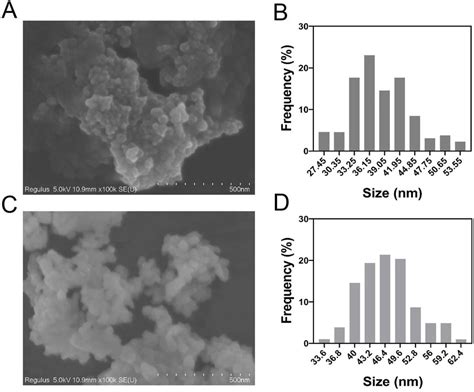 Characterization Of Tio 2 Nps A C Sem Image Of Anatase And Rutile