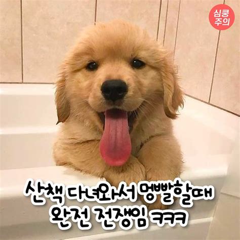 강아지 키우면 공감하는 상황 모음  인스티즈 Instiz 이슈 카테고리