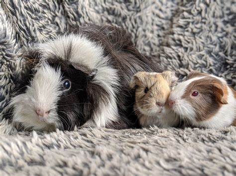 The Rspca Received More Than 1000 Reports About Guinea Pigs Last Year