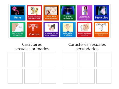 Caracteres Sexuales Ordenar Por Grupo