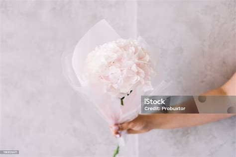 회색 벽 배경에 신선한 부드러운 분홍색 수국의 아름다운 꽃이 만발한 작은 꽃다발을 들고 아주 좋은 젊은 여자의 손 개화기에 대한 스톡 사진 및 기타 이미지 Istock